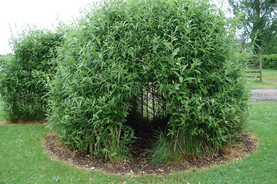 English Willow Baskets